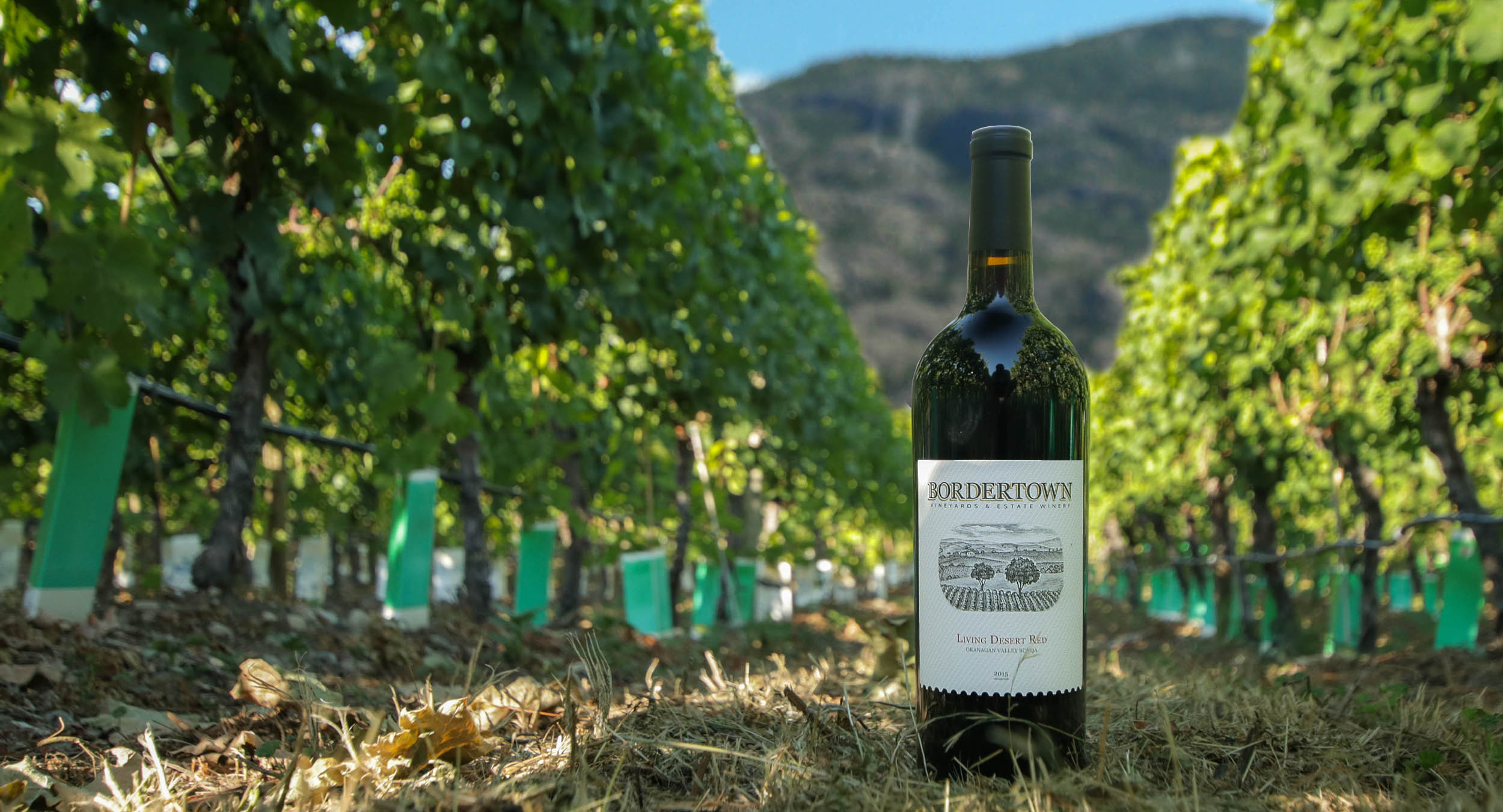 bt-home-background-2020-web-2 – Bordertown Cider and Winery